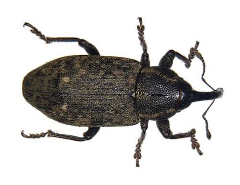 Tournotaris Bimaculata Galerie