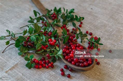 나무 숟가락에 빨간 링곤 베리의 열매 나뭇 가지와 함께 테이블에 0명에 대한 스톡 사진 및 기타 이미지 0명 가을 건강관리와 의술 Istock