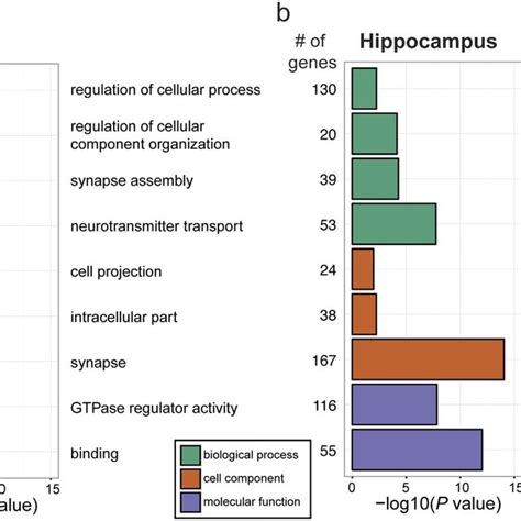 Rnase R Validation Of Circrna Annotations A Rt Qpcr Experiments Show Download Scientific