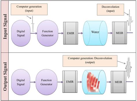 schematic diagram illustrates the process of this experiment the top