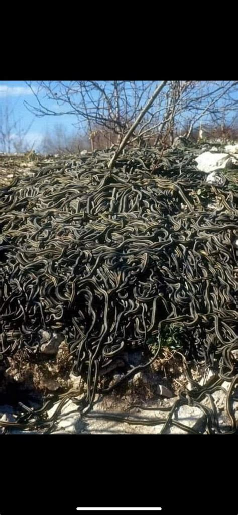 Devil Snare Rharrypottergame