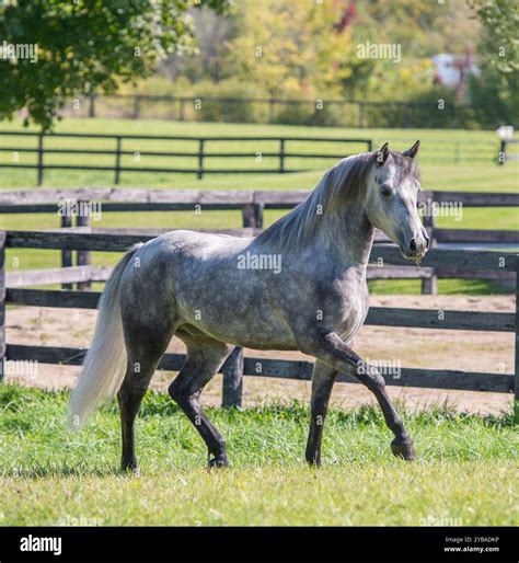 Grey Purebred Connemara Horse Trotting In A Field Or Paddock With Green