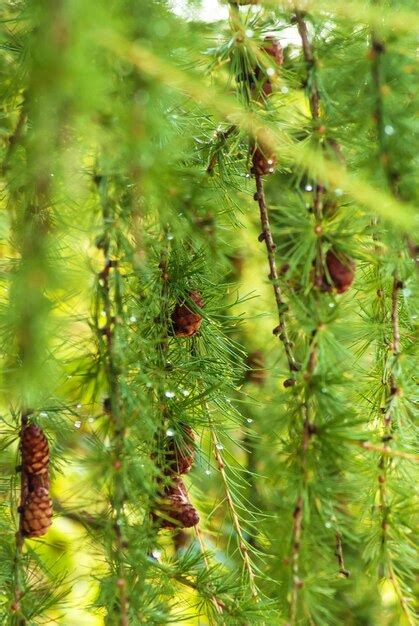 Premium Photo Close Up Of Caterpillar On Pine Tree
