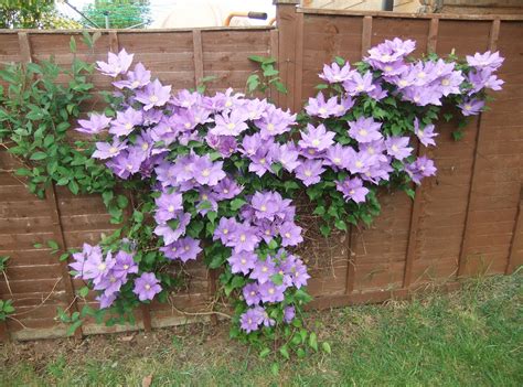 Какие цветы посадить на даче Наш сад Форумы Goldteam