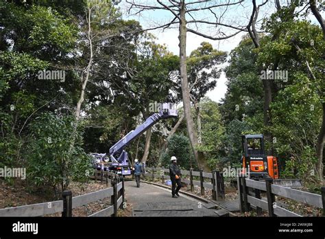 Workers Cutting Trees Inside Shinjuku Gyo En National Garden Shinjuku