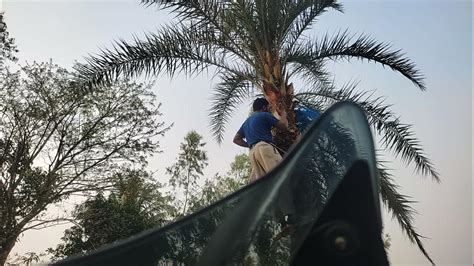 খেজুর রস সংগ্রহের সহজ পদ্ধতি খেজুর গাছ থেকে রস পাড়ার নিয়ম Youtube