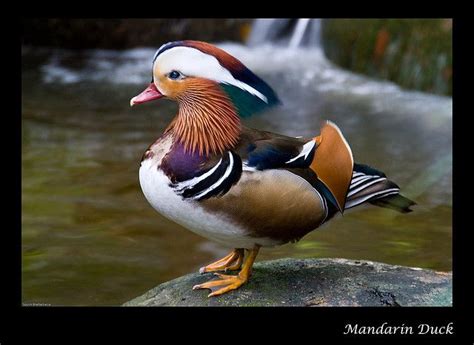 Colorful Mandarin Duck At Jurong Bird Park Singapore