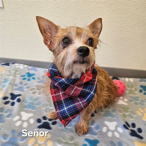 Adopt Tiny Girl Scp Today Find Paw Pal