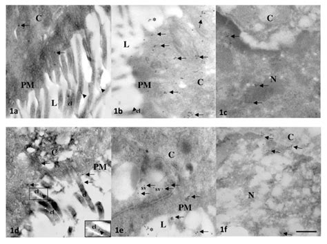 Representative Photomicrographs Of Oviductal Epithelial Cells Processed