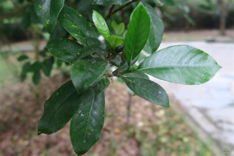山黃梔 恆春熱帶植物園