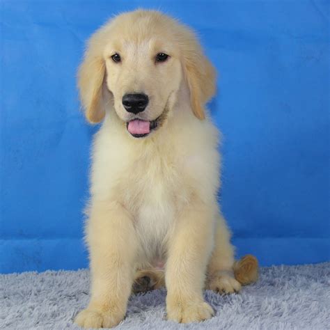 纯种金毛幼犬狗狗出售 宠物金毛犬可支付宝交易 金毛犬 编号10066400 宝贝它
