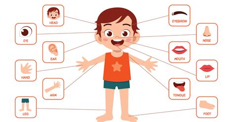 Imagen De Cuerpo Humano Y Sus Partes En Ingles Infoupdate Org
