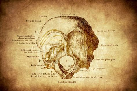 90 Os Occipital Illustrations Stock Illustrations Graphiques