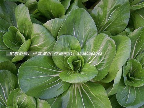 福建青菜种类图片 青菜图片大全大图 青菜图片 第3页 大山谷图库