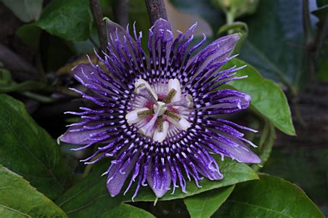 Silence Spiritual Meaning Of Flower By The Mother