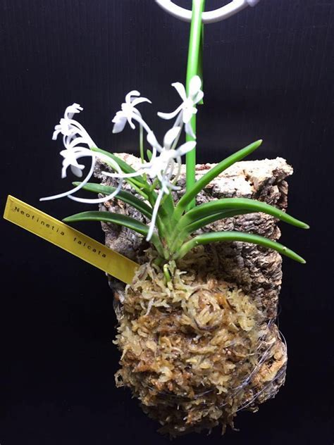 Neofinetia Falcata