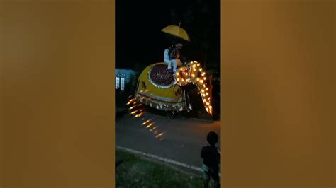 දෙයියො මට පිරෙන් නැති බඩක් මැවුවේ ඇයි දන්නෑ Srilankaelephant