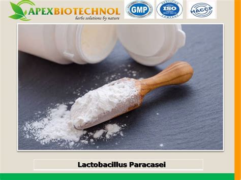 Lactobacillus Paracasei In Indore Apex Biotechnol Id 16801292473