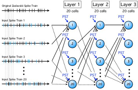 Convergent Divergent Feed Forward Circuit Formed By Three Neuron Download Scientific Diagram