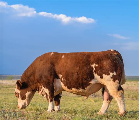 Take Me To Church Semen Sale On Steerbidder Sells Today The Pulse