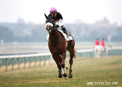 バロンハーバー Baron Harbor 競走馬データ Netkeiba