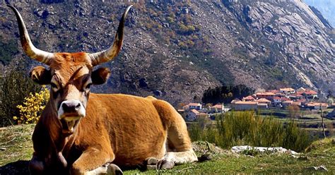 Dia Do Corno Por Que Se Comemora Essa Data T O Peculiar