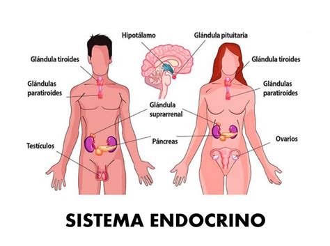 Sistema Endocrino Rompecabezas En L Nea