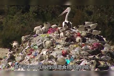 4个被垃圾夺去生命的动物鲸鱼体内堆满塑料触目惊心 鲸鱼 动物 塑料