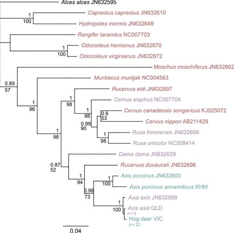 bayesian phylogenetic tree based on 1 530 bp concatenated mtdna regions