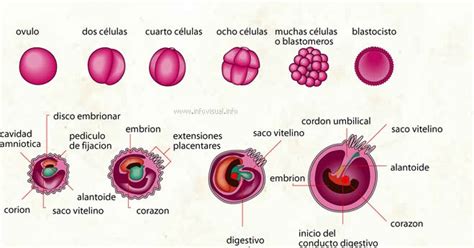 Ciencias Del Mundo Contemporaneo SegmentaciÓn