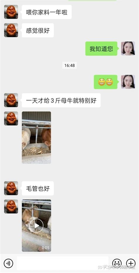 降本增效让犊牛刚生下来1小时内就站起来 知乎