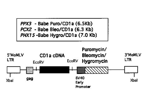Schematic Representation Of The Retroviral Expression Vectors The