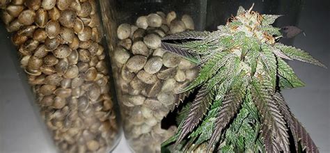 What Are The Highest Yielding Cannabis Seeds