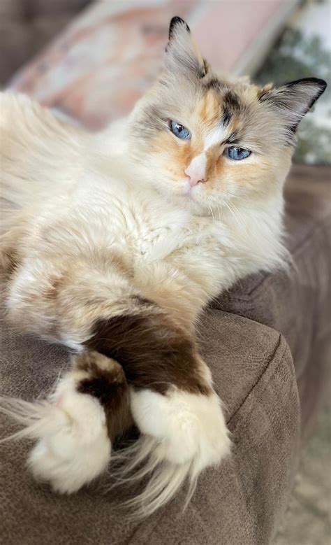 Fluffy Feetsies R Toefeathers