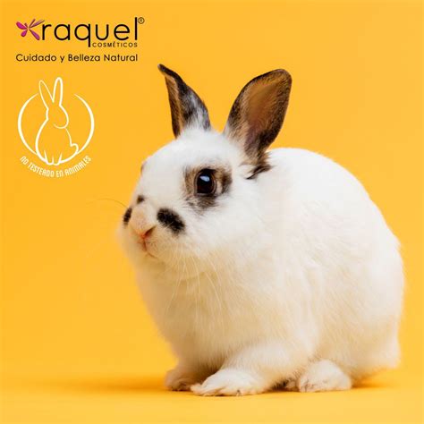 ¿que Es Cruelty Free Productos Libres De Crueldad Animal