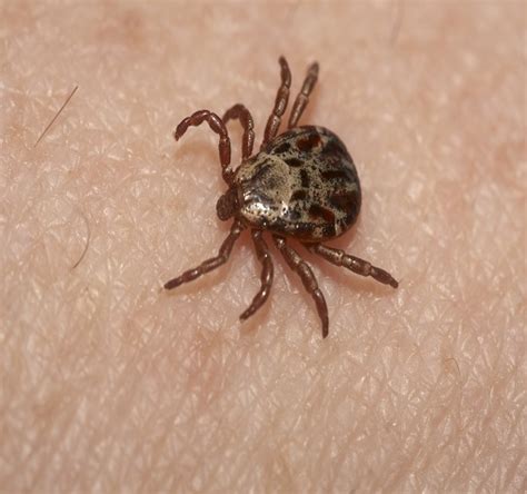 Ticks Pest Control Perth