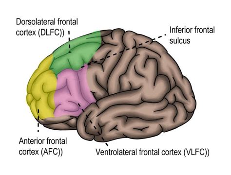 Dorsolateral Prefrontal Cortex