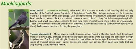 Mockingbird Songs Look Alike Species