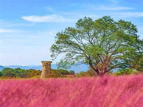 13 Spots To Find Pink Muhly In South Korea This Fall Korea Tourism