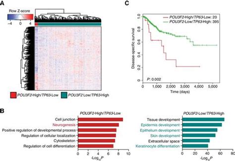 Epigenomic Profiling Discovers Trans Lineage Sox2 Partnerships Driving