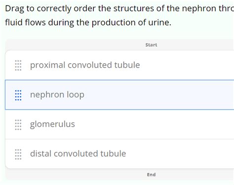 Solved Drag To Correctly Order The Structures Of The Nephron Thrc