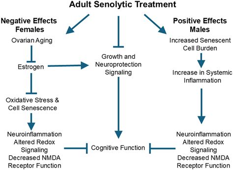 Frontiers Sex Senescence Senolytics And Cognition