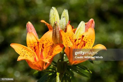 Fire Lilly Photos And Premium High Res Pictures Getty Images