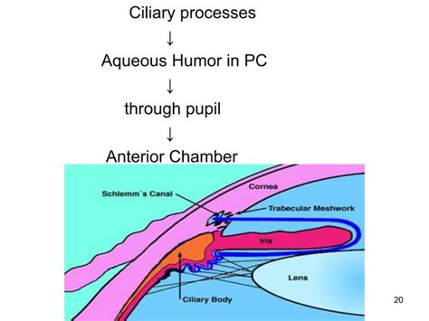 Primary Open Angle Glaucoma Presentation Ppt