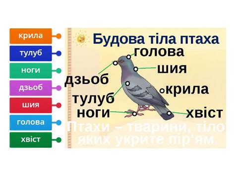 Будова тіла птаха Діаграма з мітками