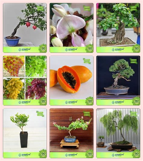 Creative Farmer Bonsai Suitable Seeds Bonsai Suitable Plant Seeds For Oxygen Combo Pomagranate