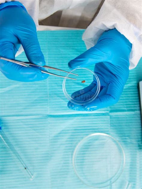 Tick In A Test Tube In The Laboratory Selective Focus Stock Image