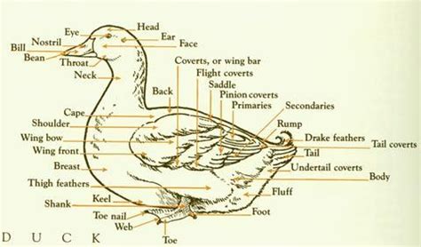 Raising Ducks Good Info Raising Ducks Backyard Poultry Duck