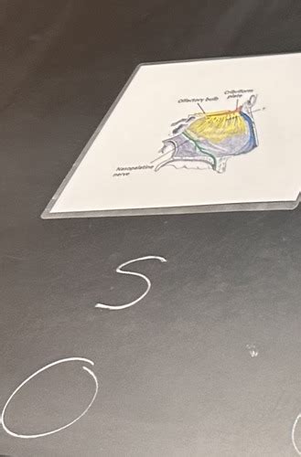 Cranial Nerves Flashcards Quizlet