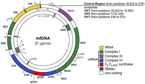 Mitochondrial Dna
